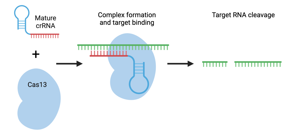 Typing CRISPR Systems